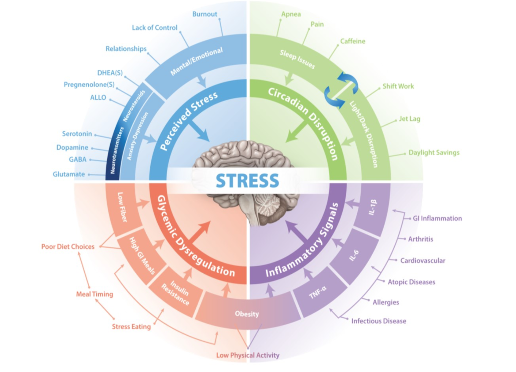 Blog 95 Stress and Gut Health (GI Tract) | Strength Coach Cardiff